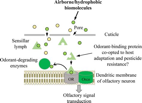Frontiers Roles Of Insect Odorant Binding Proteins In Communication