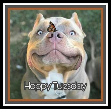 Happy Tuesday Tuesday Quotes Tuesday Humor Good Morning Tuesday