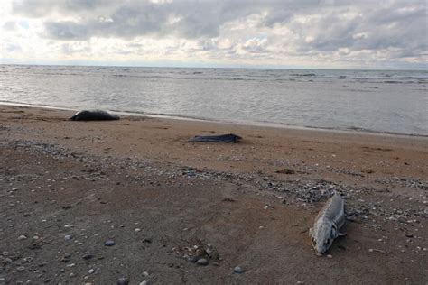 On The Death Of Caspian Seals At The End Of 2025 Kaspika