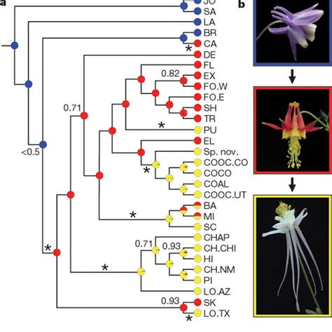 Pdf Pollinator Shifts Drive Increasingly Long Nectar Spurs In