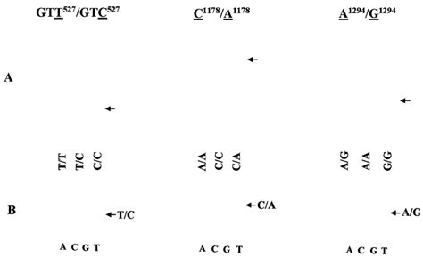 A Single Strand Conformation Polymorphism Analysis For The Novel Download Scientific Diagram