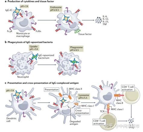 强生创新药尼卡利单抗上市申请获中国受理，全球首个fcrn靶向疗法有望突破重症肌无力治疗困境 知乎