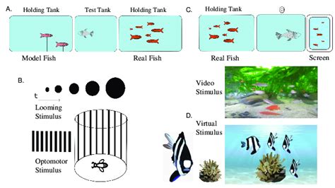 Common Type Of Visual Stimuli Used In Open Loop Behavior Experiments