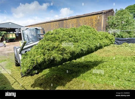 Working On A Silage Clamp With A Class Loader Using A Big Loader Grab