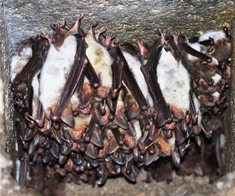 Researchers Learn How Bat Behavior Enables Them To Safely Host Viruses