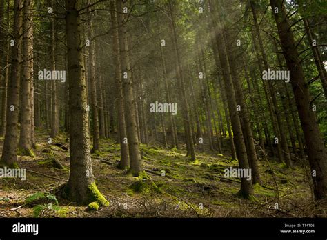 A Forest In The Belgian Ardennes With Pine Trees And Rays Of Sunlight