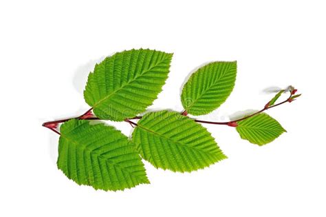 Young Beech Leaves Isolated Against White Background Stock Image