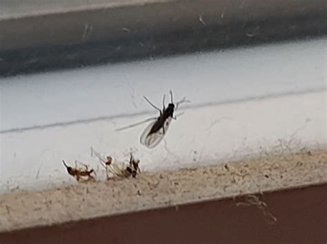 Small Gnats Everwhere Oregon Rwhatsthisbug