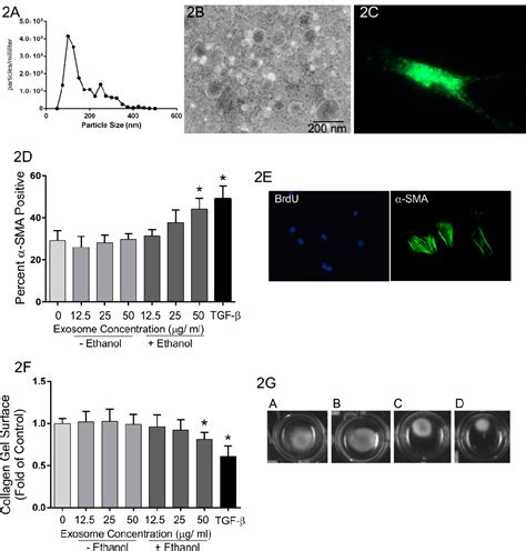 Figure From Roles Of Exosomes In Cardiac Fibroblast Activation And Fibrosis Semantic Scholar