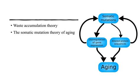 Theories Of Aging PPTX