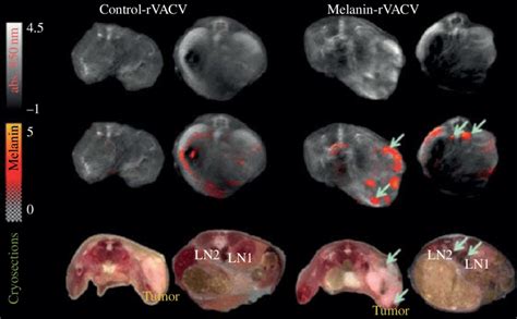 4 Optoacoustic Imaging Of Melanin Rvacv In Live Mice Multispectral