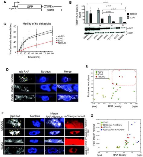 Identification Of Genes In Trinucleotide Repeat Rna Toxicity Pathways
