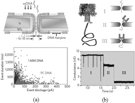 Figure 1 From Dna Sequencing Analysis Technique By Using Solid State Nanopore Semantic Scholar