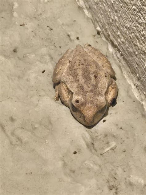 Anyone Identify R Toads