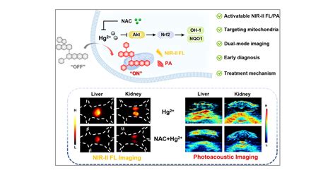 Mercuryii Triggered Targeted And Nir Ii Fluorescencephotoacoustic Imaging Probe For High