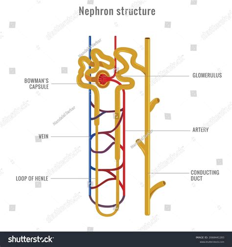Structure Nephron Formation Urine Liquid Enters Stock Vector Royalty Free 2068441283