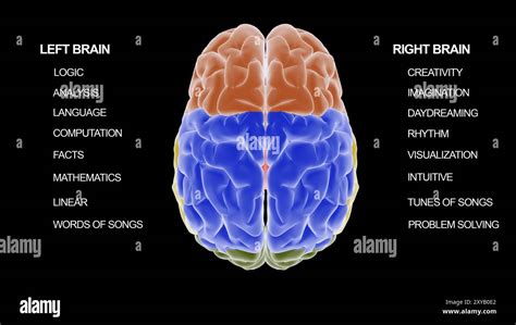Left Side Of The Brain Vs Right