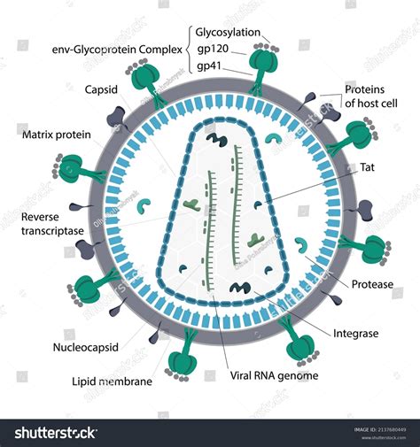 Detailed Virus Structure Biological Structure Typical Stock Vector Royalty Free 2137680449