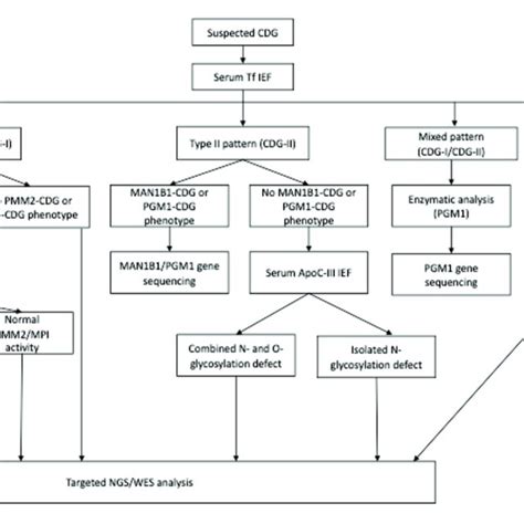 Overview Of Selected Congenital Disorders Of Glycosylation Types Of