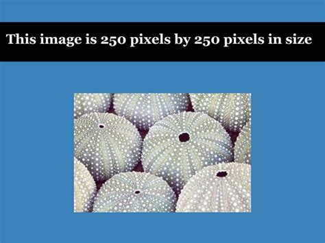 Bitmap And Vector Images Make Sure You Know The Differences PDF Computing Technology