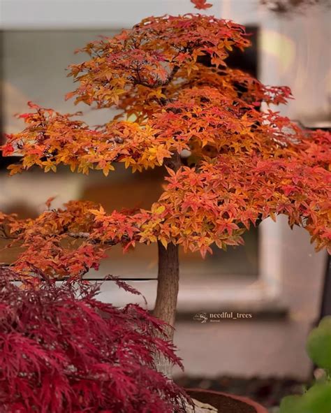 Japanese Maple Bonsai Acer Palmatum Care Essentials