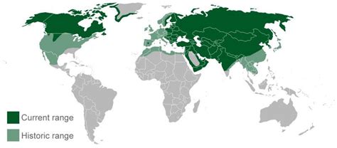 Gray Wolf Habitat Map Gray Wolf Habitat Map