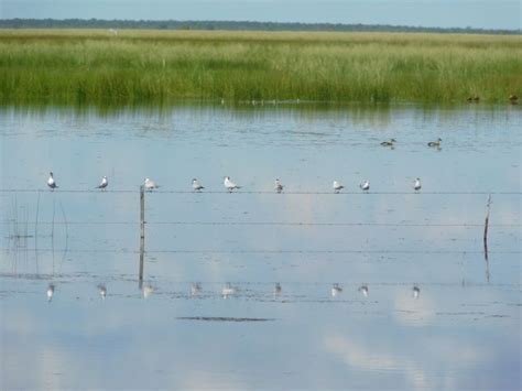 White Winged Black Terns And Whiskered Terns Near Broome 10000 Birds