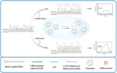 Biosensors Free Full Text Recent Progress In Functional Nucleic Acid Based Fluorescent Fiber