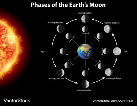 Diagram Showing Phases Earth Moon Royalty Free Vector Image