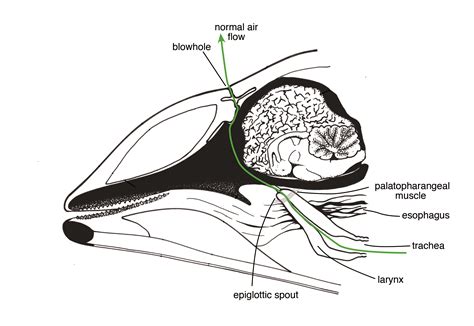 Scientists Discover A Mouth Breathing Dolphin Hakai Magazine