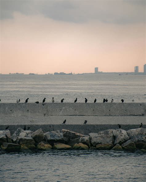 Analogous Structures In Animals Photos Download The Best Free