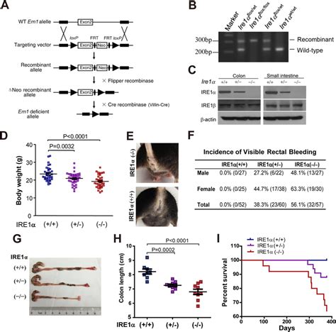 Mice With Iec Specific Deletion Of Ire1 Develop Spontaneous Colitis A Download Scientific