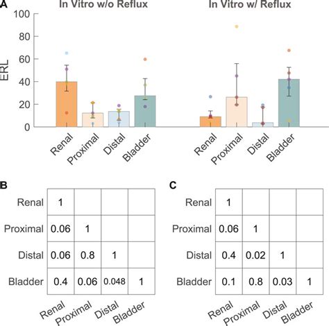 Frontiers An In Vitro Bladder Model With Physiological Dynamics