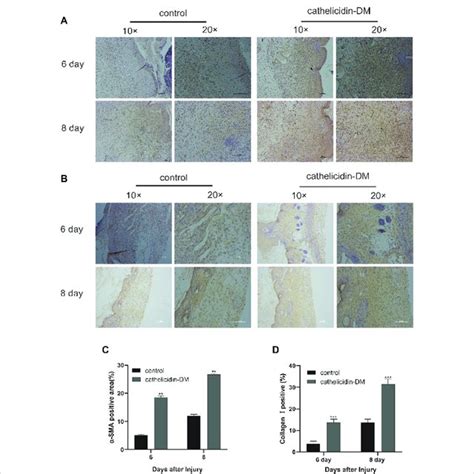Cathelicidin Dm Facilitated The Expression Of α Sma And Increased The