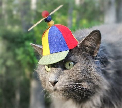 Cat Hats