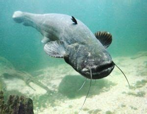 Different Types Of Catfish Species Identification Guide Fishmasters Com