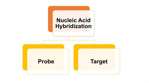 Molecular Rna Probe Pptx