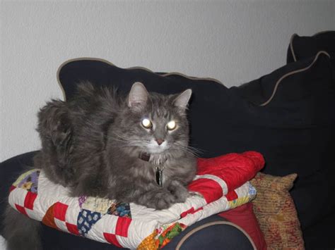 Hamlet Cozyegg Designs