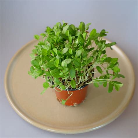 Micro Herbs — Export Fresh