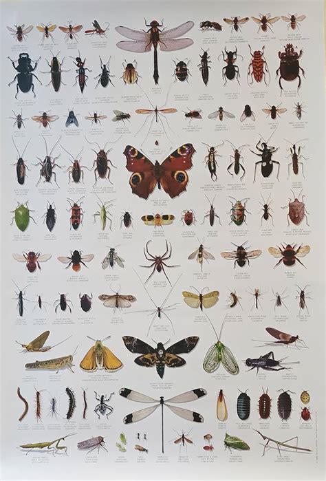 Common Garden Insects Identification