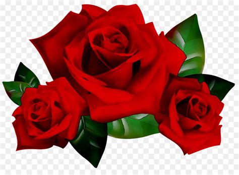 Background Bunga Rose 57 Koleksi Gambar