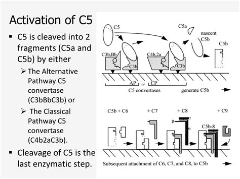 Ppt The Complement System Powerpoint Presentation Free Download Id
