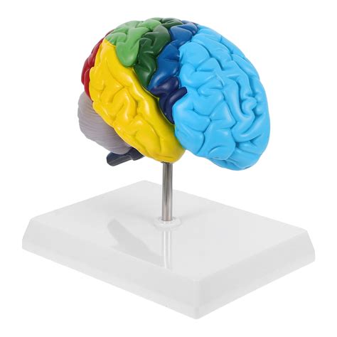 Goohochy Human Half Brain Models 11 Scale Right Half Brain Model