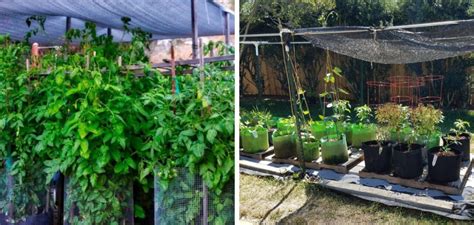 How To Shade Tomato Plants Step By Step Guide 2025