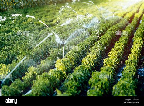 Irrigation System In Function Stock Photo Alamy