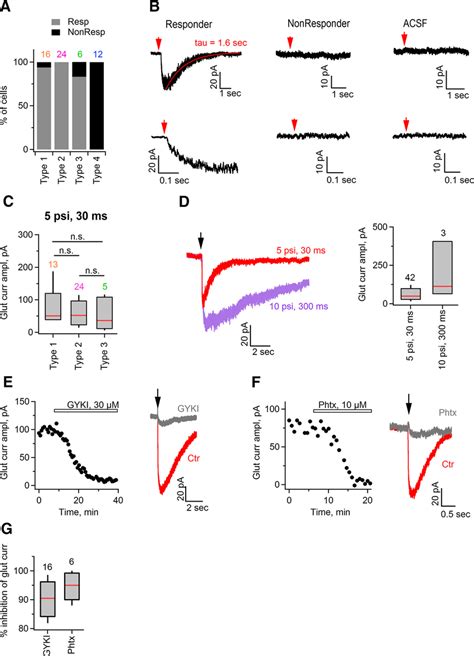 The Majority Of Scs In The Developing Mouse Sciatic Nerve Express
