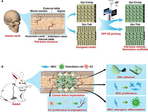 3d Printed Flat Bone Mimetic Bioceramic Scaffolds For Cranial Restoration Trendradars