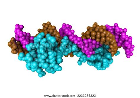 Dnabinding Domain Human Setmar Complex Hsmar1 Stock Illustration