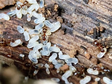 蚁、蚁巢、蚁卵、幼蚁财经头条