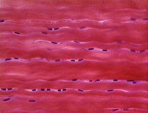 Dense Regular Tissue Under Microscope